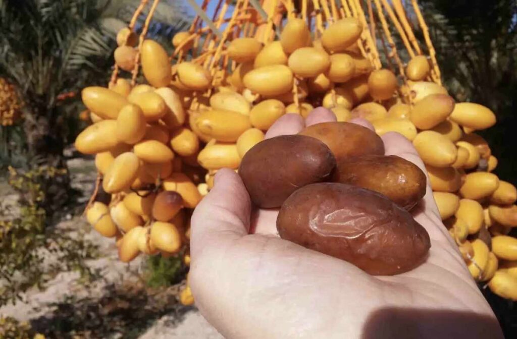 ¿Los dátiles engordan? Esta es la cantidad que debes comer - Recetuquis