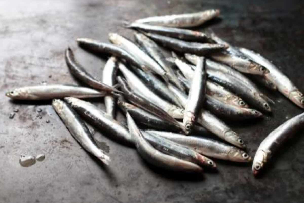 Boquerones al horno. Receta crujiente y jugosa, olvídate de freírlos ...